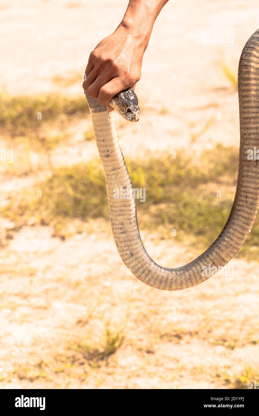 Cobra snake in natural habitats Stock Photo - Alamy