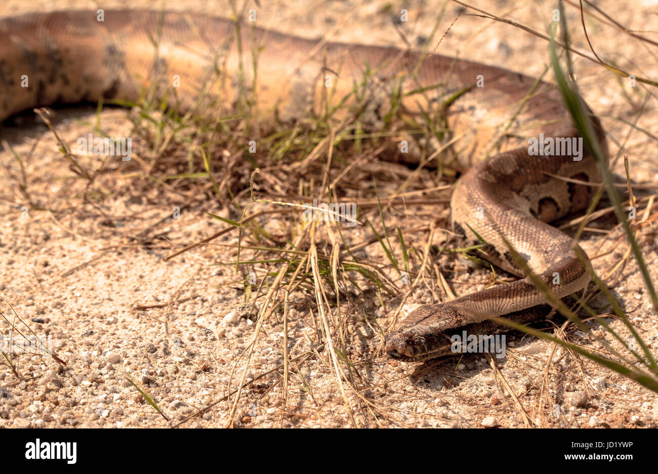 Cobra snake in natural habitats Stock Photo - Alamy