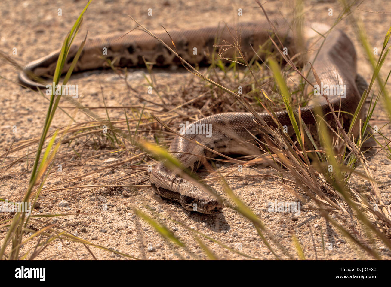 Snake Bite Hand High Resolution Stock Photography and Images - Alamy