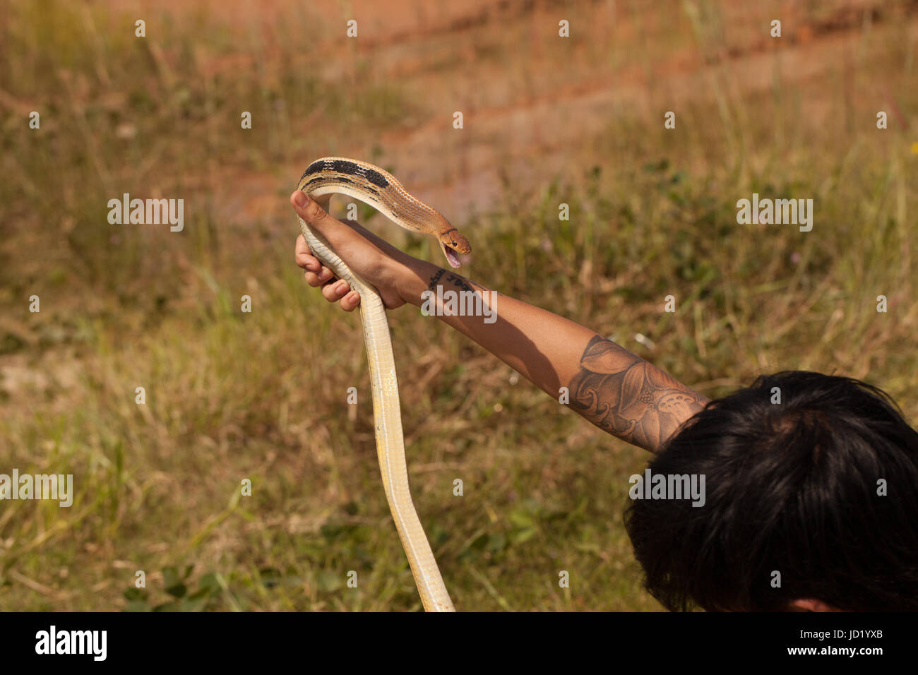 Cobra snake in natural habitats Stock Photo - Alamy