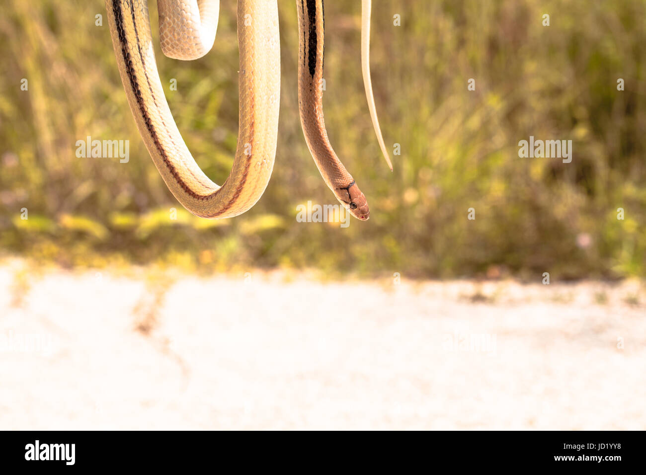 a man catch snake by hand Stock Photo - Alamy