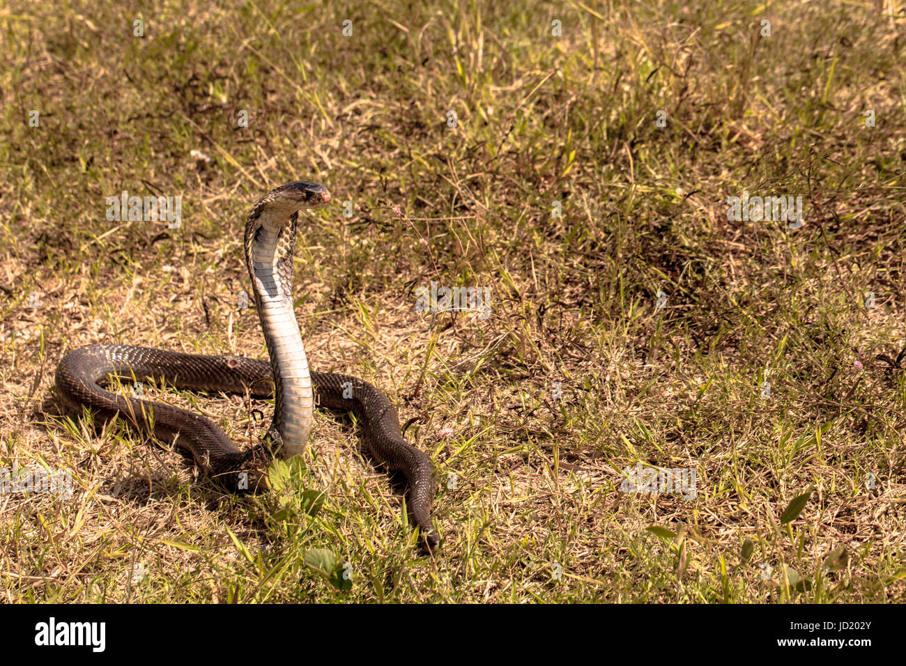 cobra snakes slither in the grass Stock Photo - Alamy