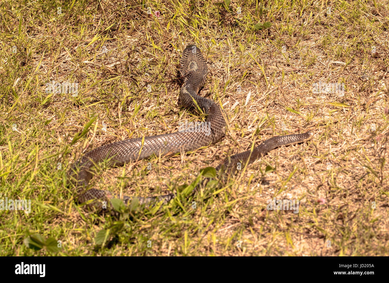 cobra snakes slither in the grass Stock Photo - Alamy