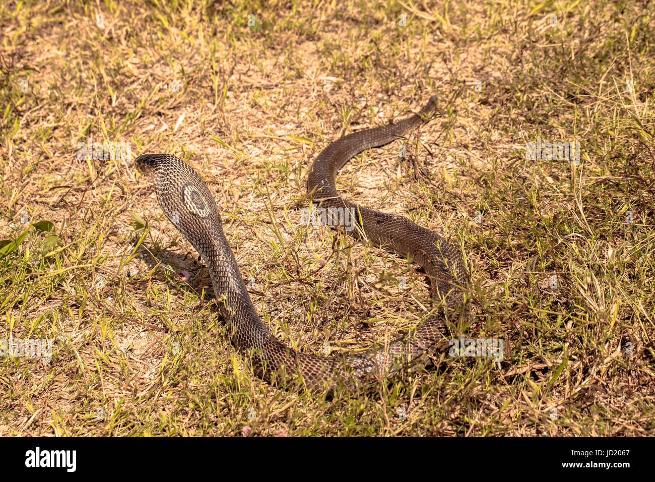 cobra snakes slither in the grass Stock Photo - Alamy