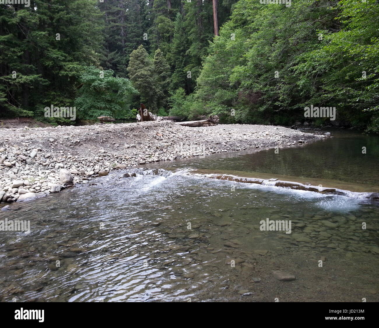 Healthy Rainforest River and Trees Stock Photo - Alamy