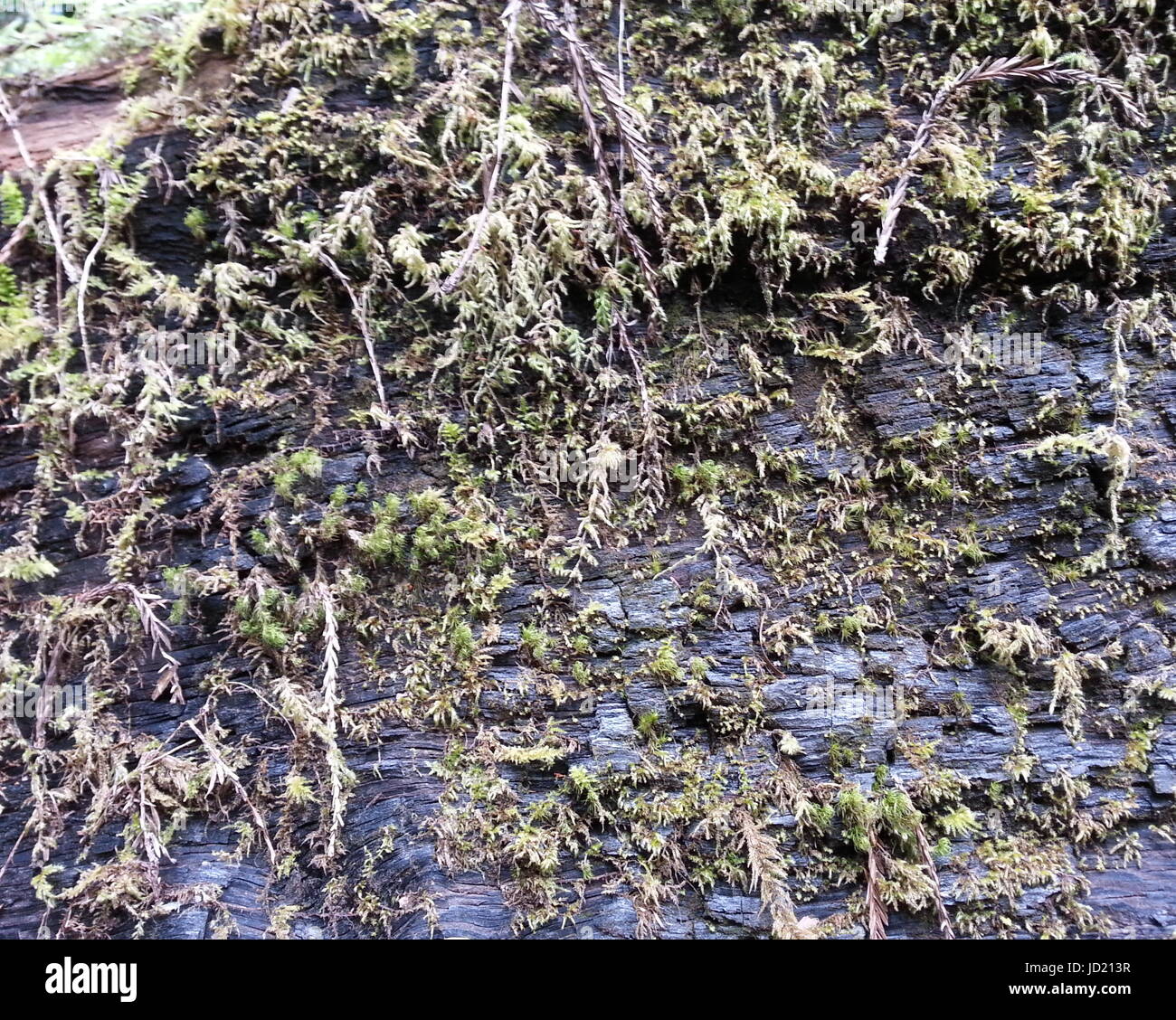 Mossy Wood Texture Stock Photo - Alamy