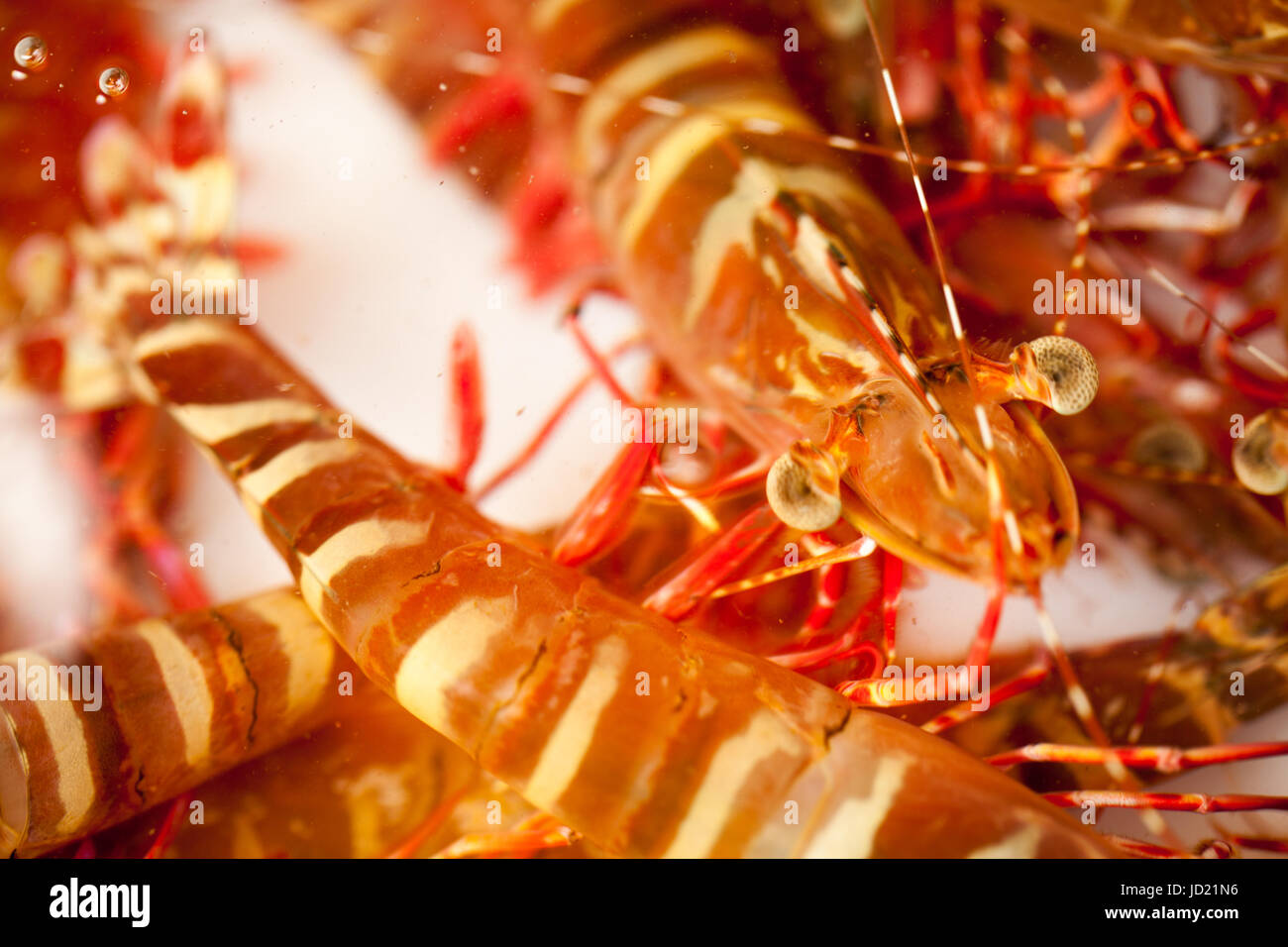 lobster alive swimming in a water bath for sale Stock Photo - Alamy