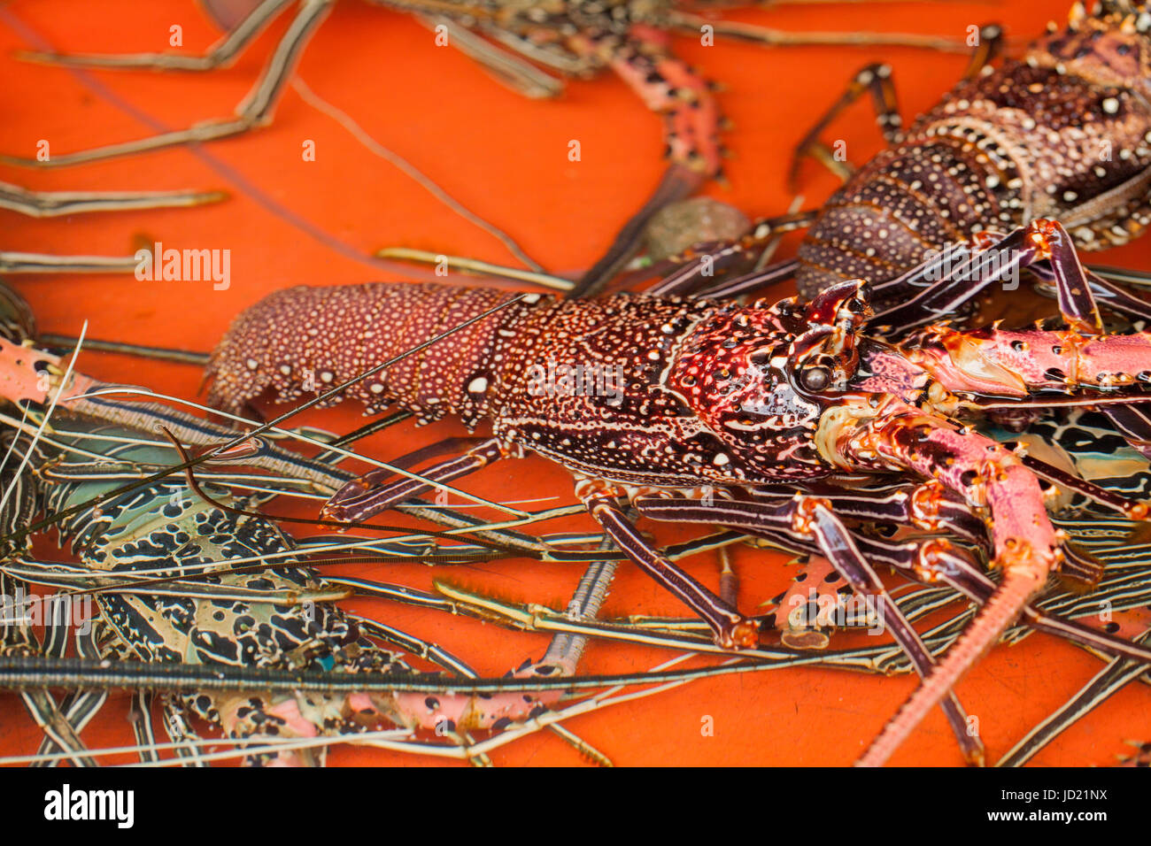 Lobster Alive High Resolution Stock Photography and Images - Alamy