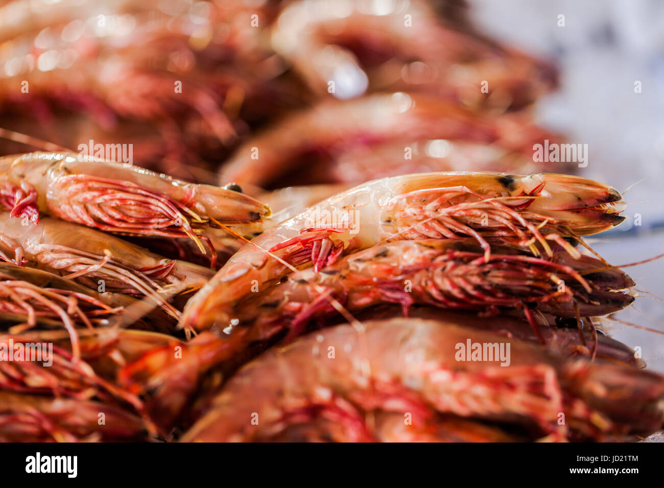 lobster alive swimming in a water bath for sale Stock Photo - Alamy