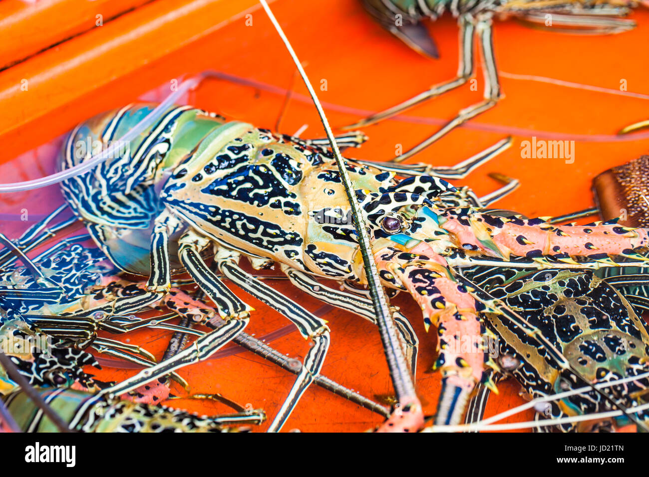 lobster alive swimming in a water bath for sale Stock Photo - Alamy