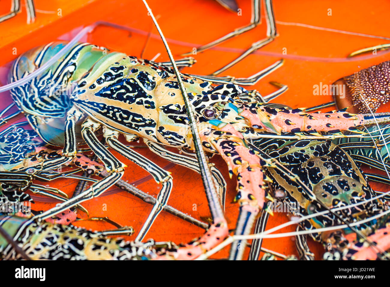 lobster alive swimming in a water bath for sale Stock Photo - Alamy