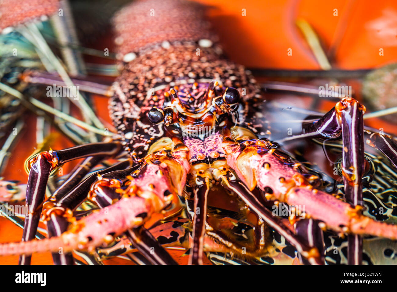 lobster alive swimming in a water bath for sale Stock Photo - Alamy