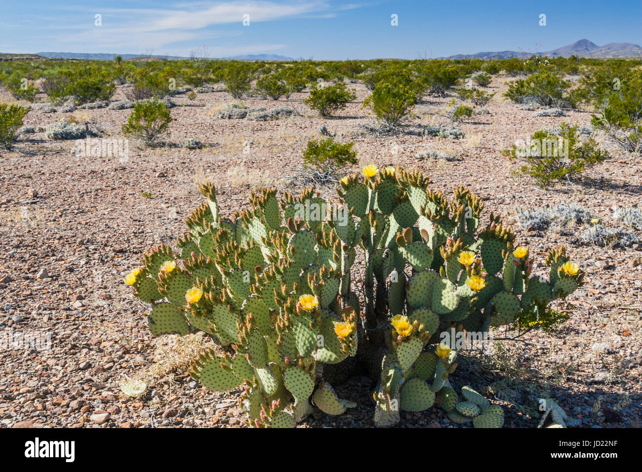 Blind prickly pear cactus, Opuntia rufida, in Big Bend National Park in ...