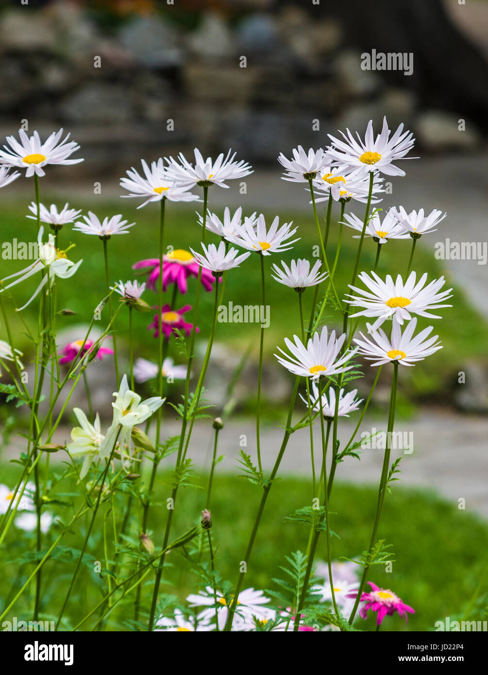 English Daisy or "Lawn Daisy", Bellis perennis, in Banff National Park ...
