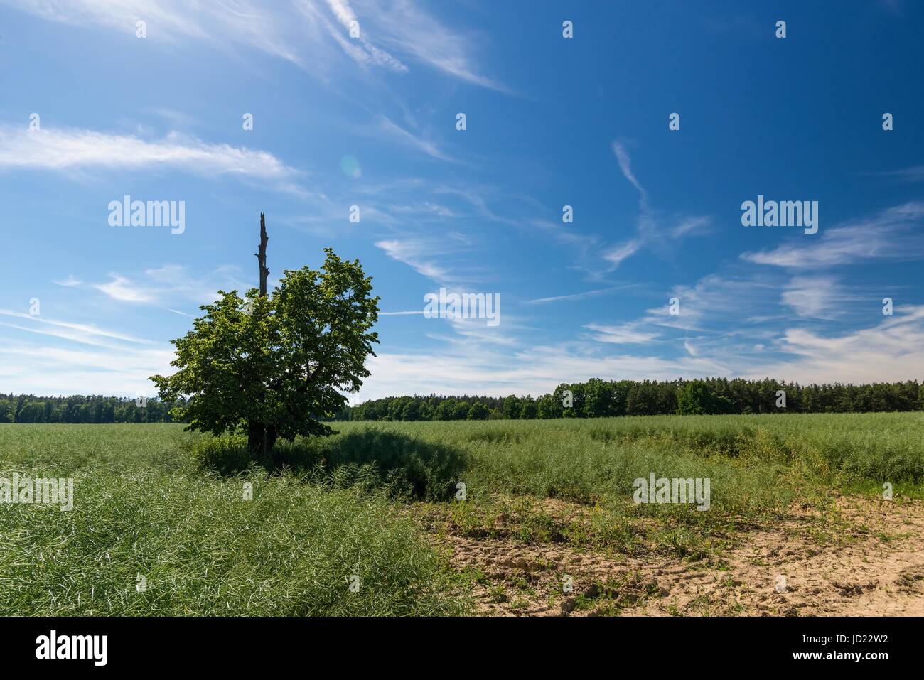 Horizontal photo with landscape natural motif of single tree which has ...