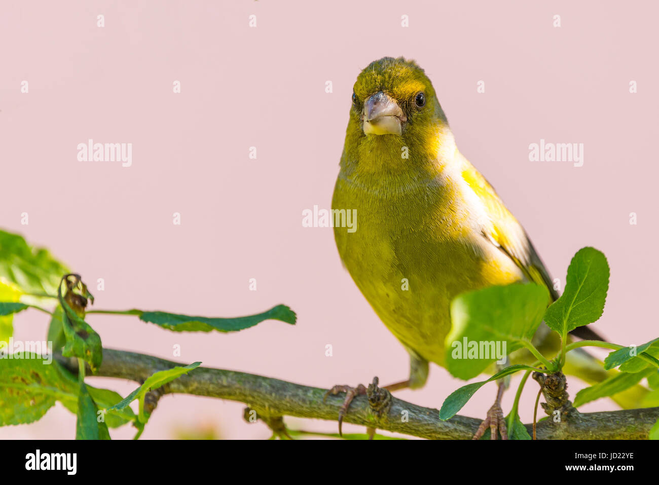 Horizontal photo of single male songbird European Greenfinch with nice ...