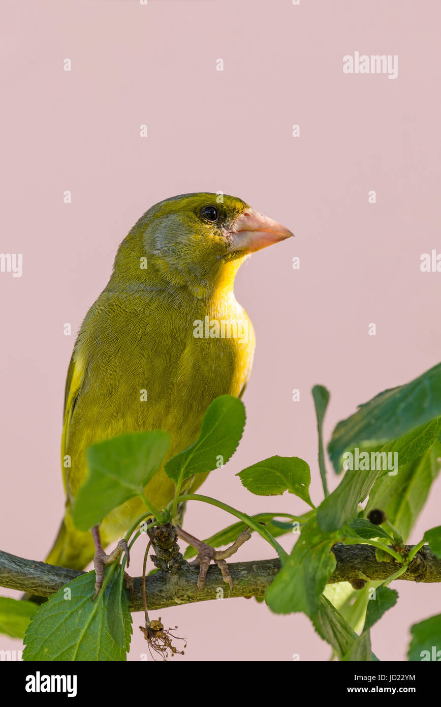 Vertical photo of single male songbird European Greenfinch with nice ...
