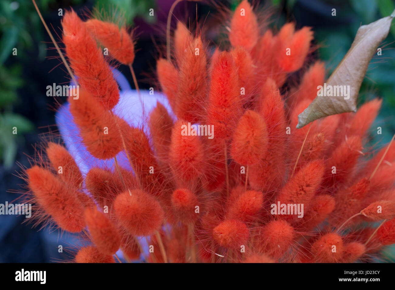 Hairy plant. It tickles when you touch it with your hands Stock Photo ...
