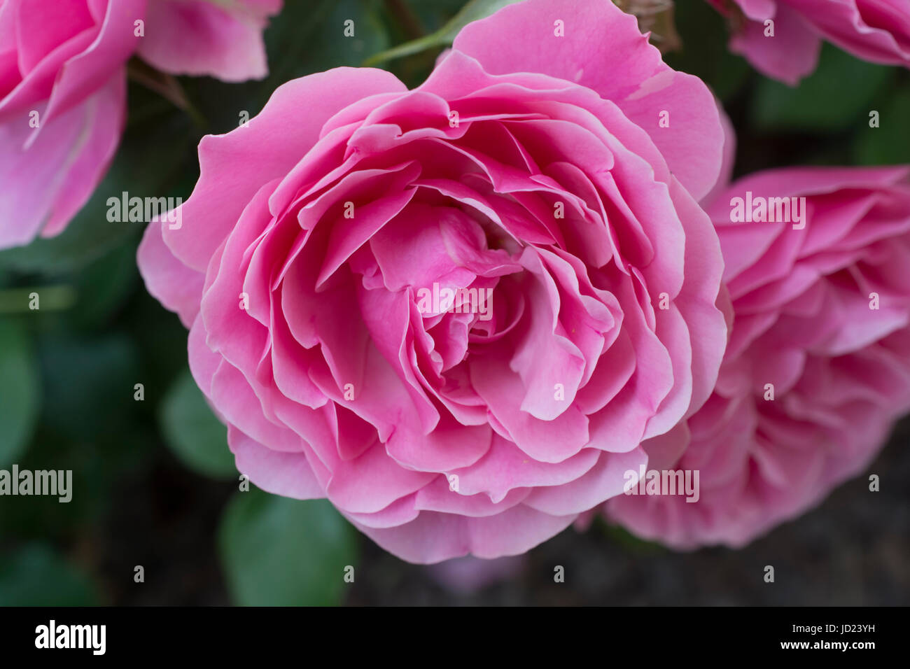 Close-up, pink rose bud. Fresh and freshly bloomed Stock Photo - Alamy