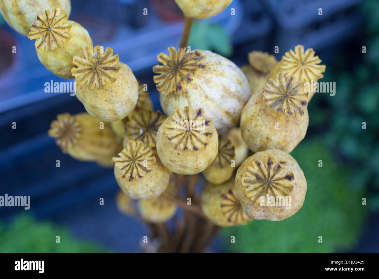 Flower potted poppy. Growing up, not milking. Is the sale legal Stock ...