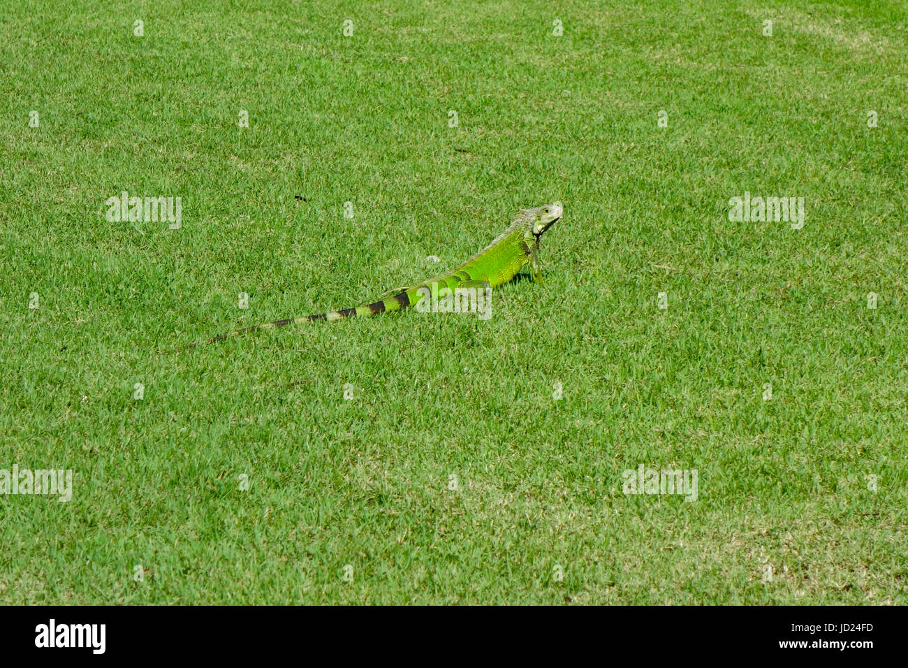 Rainforest puerto rico wild animal hi-res stock photography and images ...