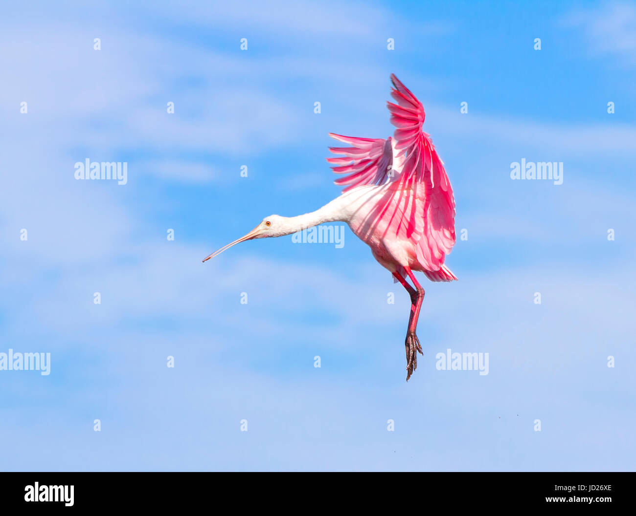 Spoonbill birds hi-res stock photography and images - Alamy