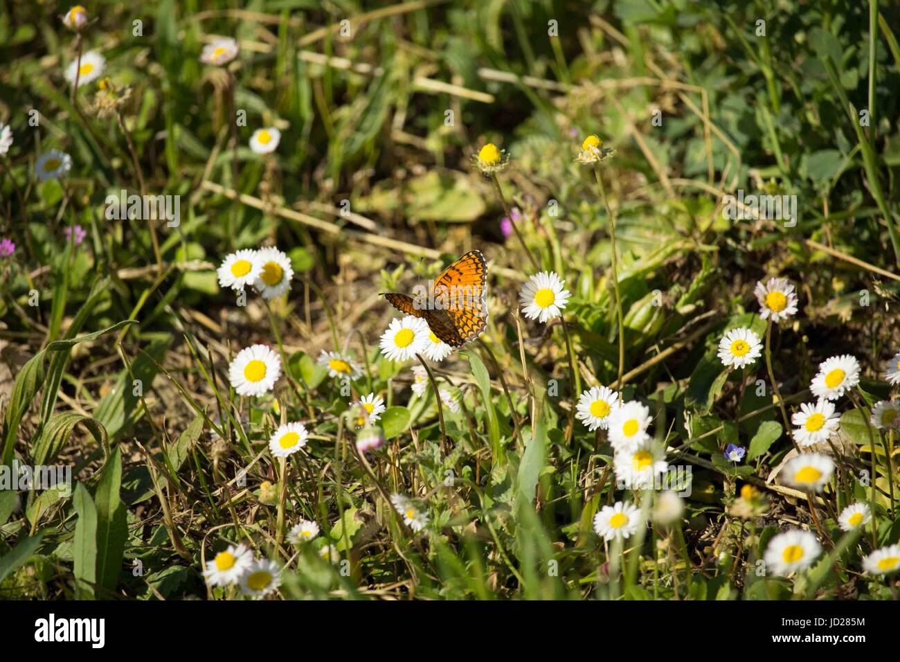 Butterfly on Daisy Stock Photo - Alamy