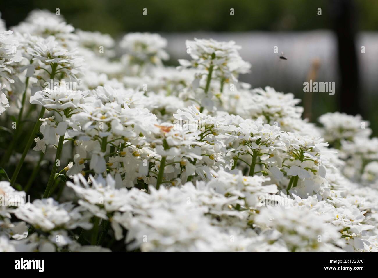 Violet and white wildflowers hi-res stock photography and images - Alamy