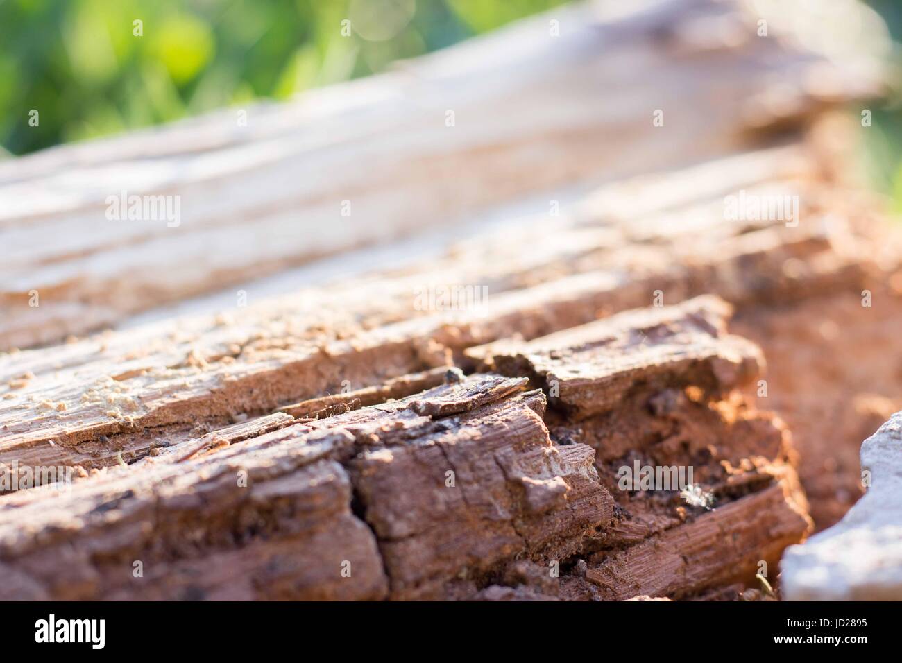 Cutting down tree rainforest hi-res stock photography and images - Alamy
