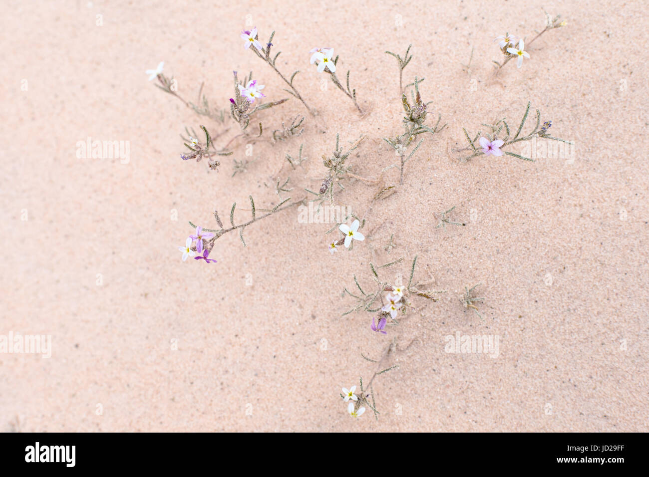 South sinai hi-res stock photography and images - Alamy