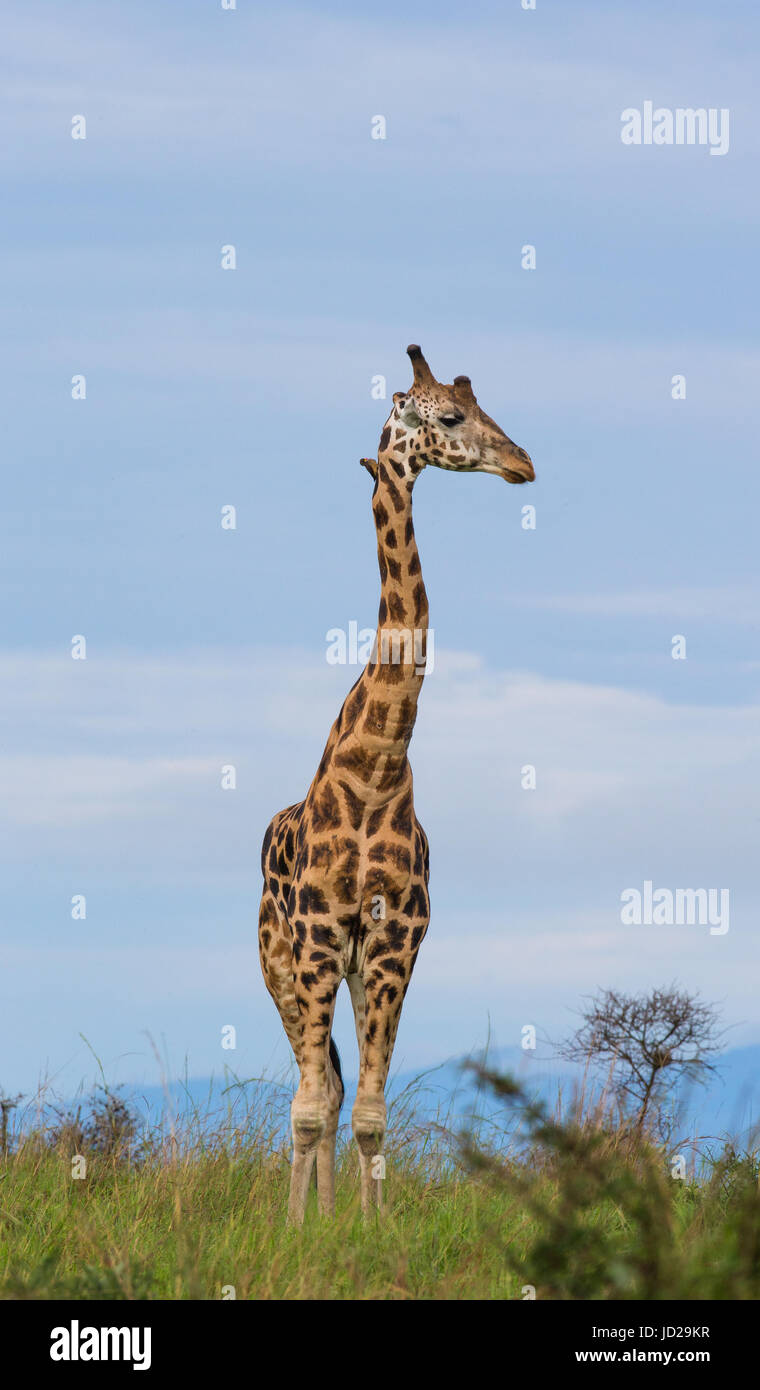 Giraffe stands hi-res stock photography and images - Alamy