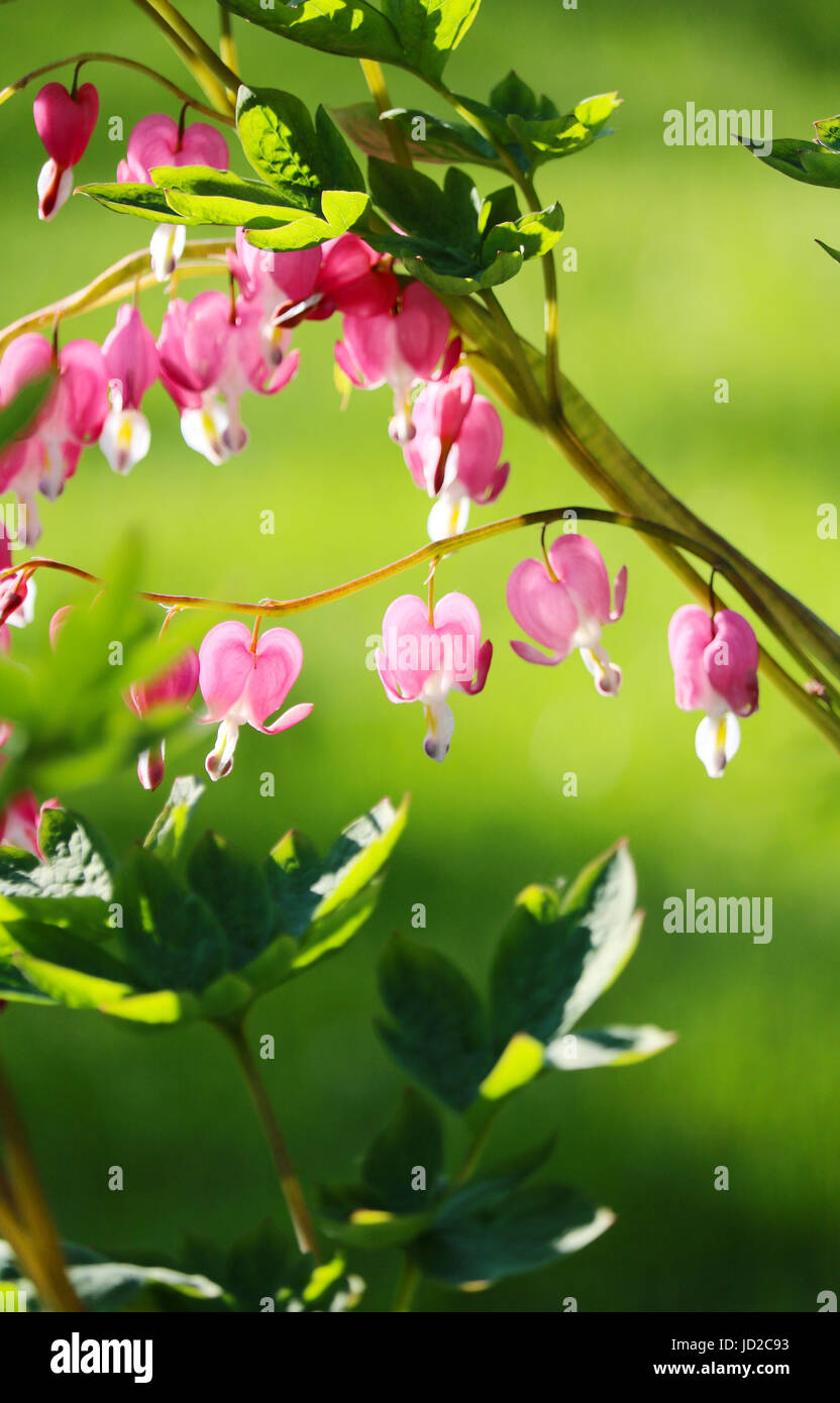 Bleeding hearts flowers with sun Stock Photo - Alamy