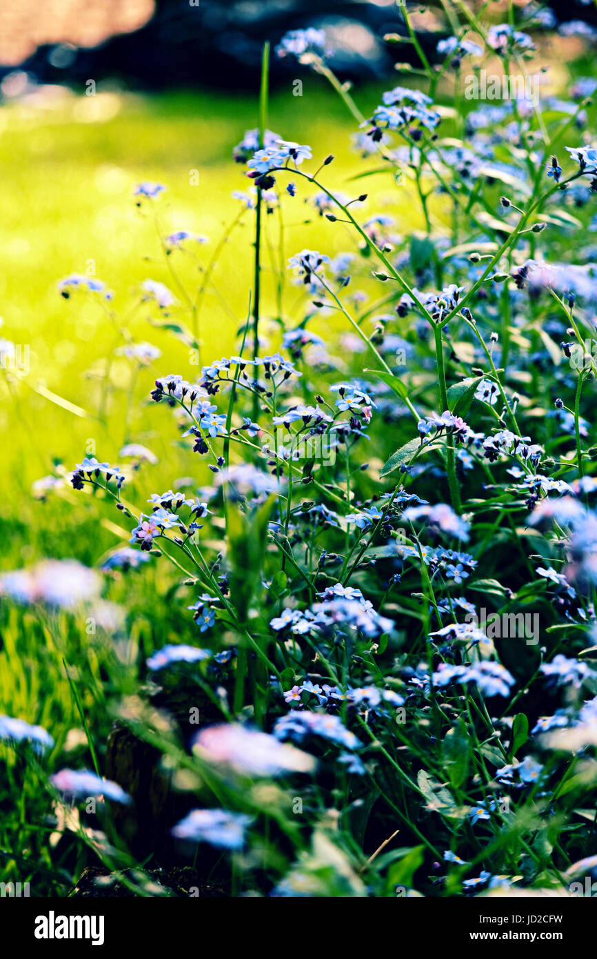Garden of small forget-me-not flowers Stock Photo - Alamy