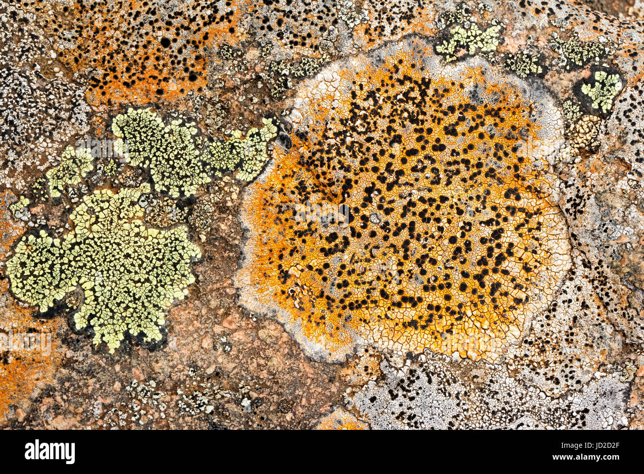 Colorful lichen on rocks - Tablelands, Gros Morne National Park, near ...