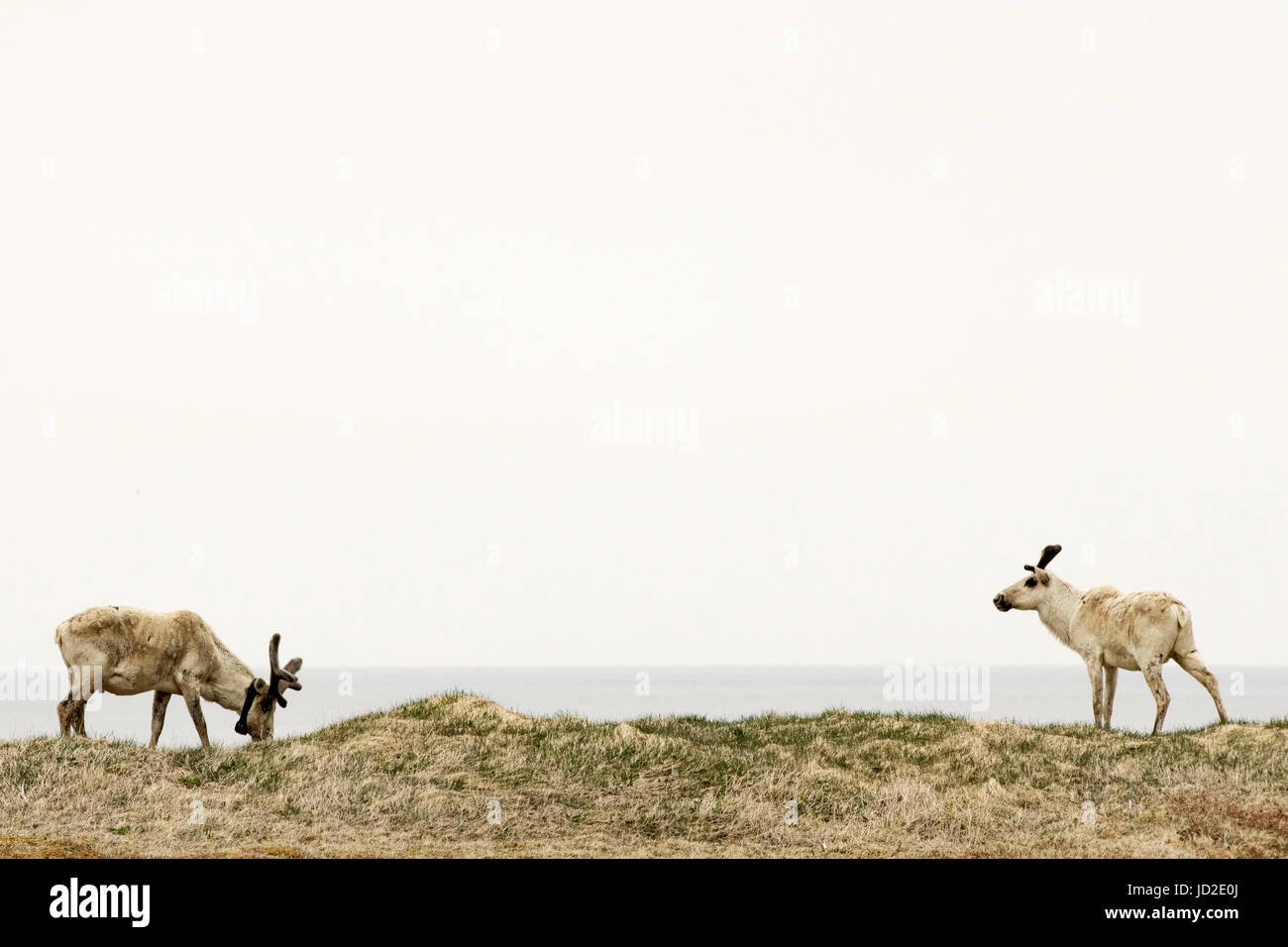 Woodland caribou hi-res stock photography and images - Alamy