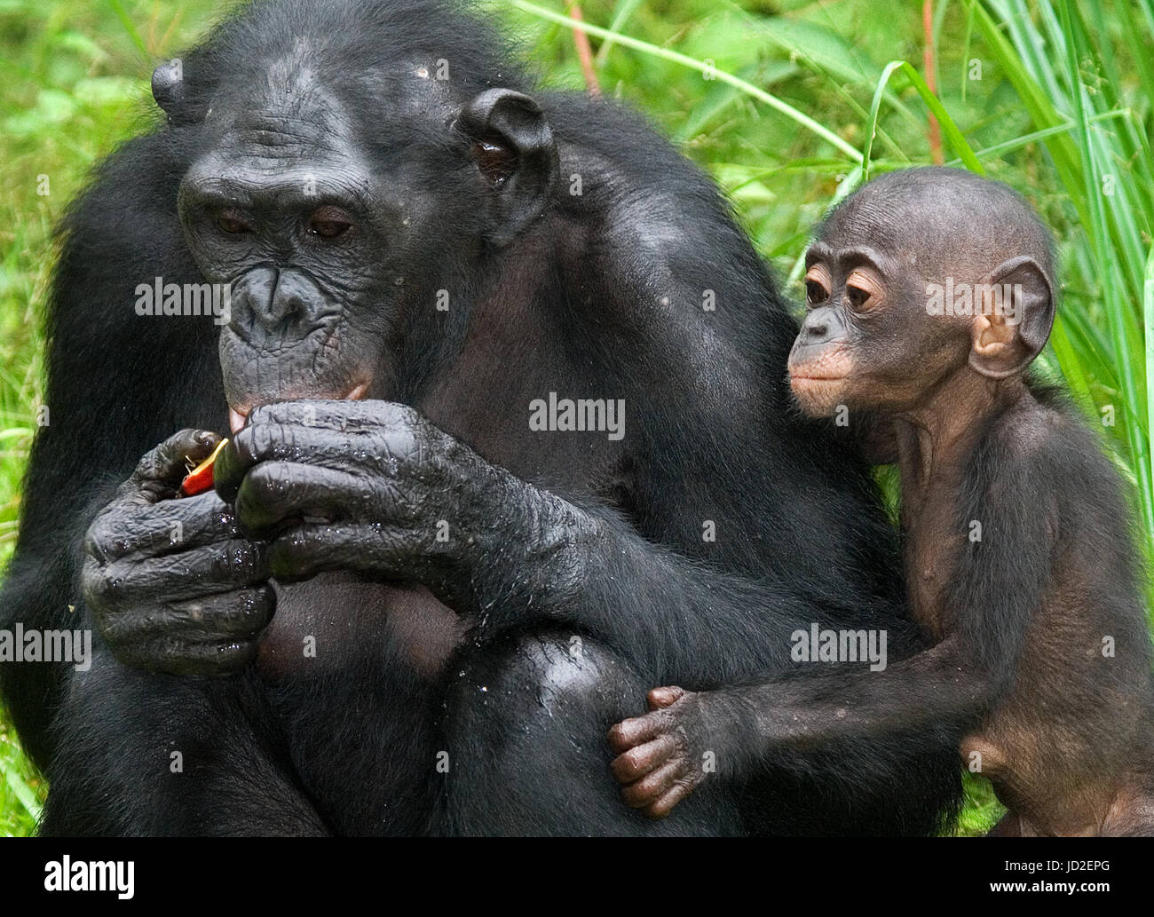 Female bonobo with a baby. Democratic Republic of Congo. Lola Ya BONOBO ...