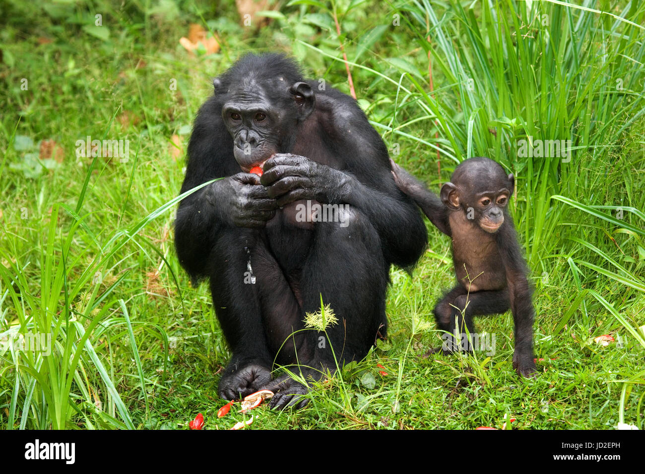 Female bonobo with a baby. Democratic Republic of Congo. Lola Ya BONOBO ...