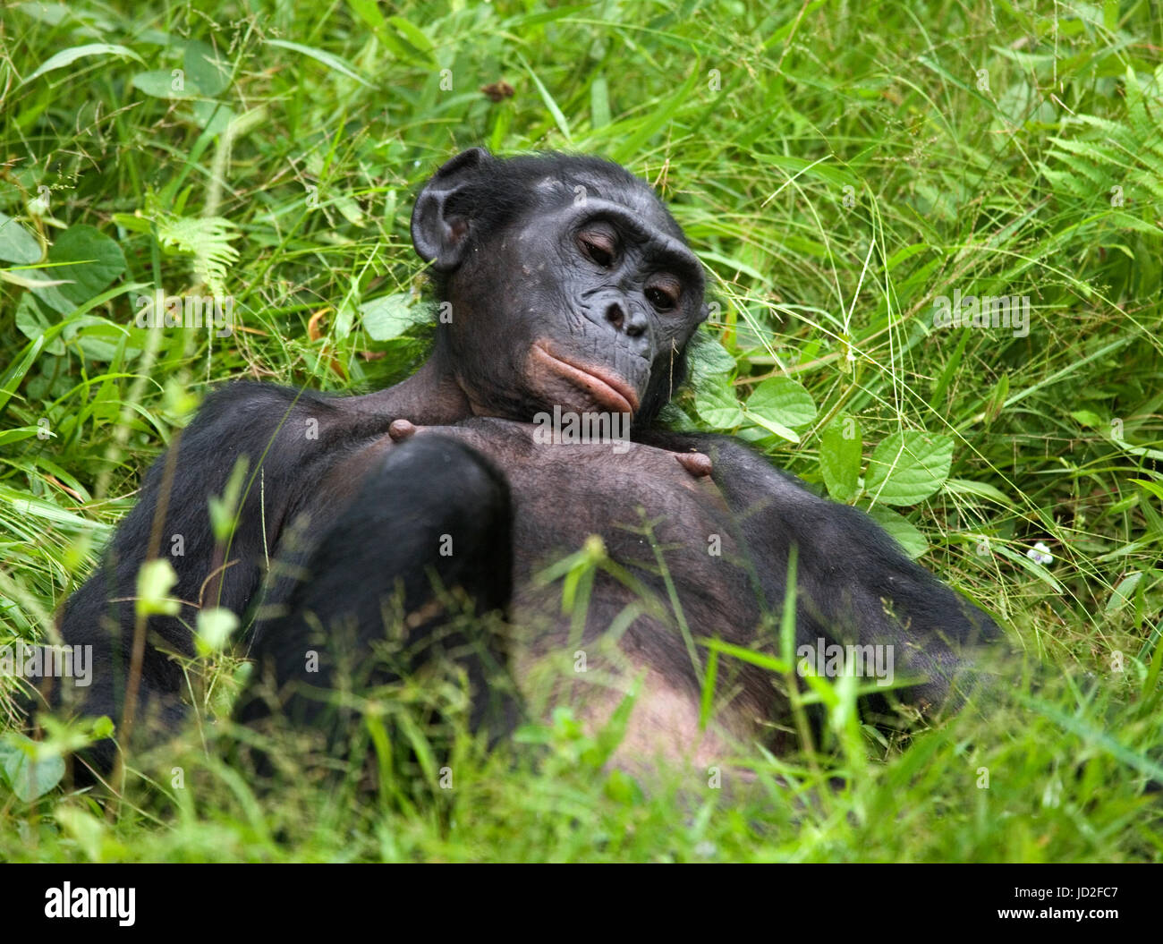 Bonobo lying on the grass. Democratic Republic of Congo. Lola Ya BONOBO ...