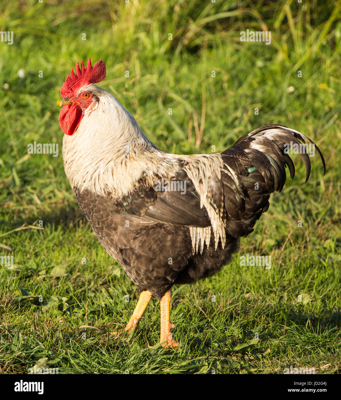 Bantam rooster hi-res stock photography and images - Alamy