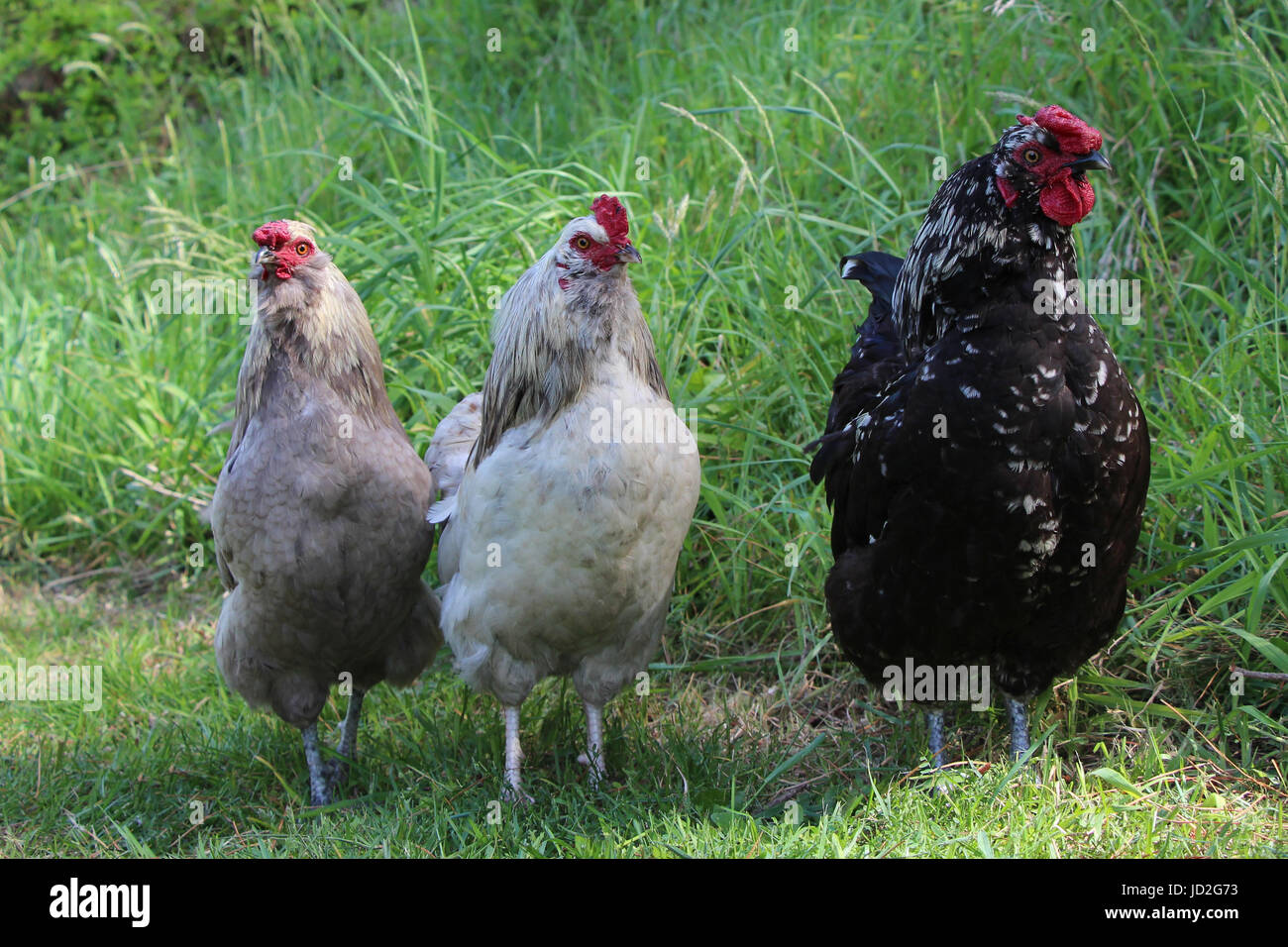 Three rooster free to run or stand around Stock Photo - Alamy
