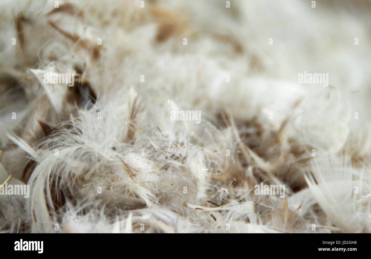 Chicken feathers bed hi-res stock photography and images - Alamy