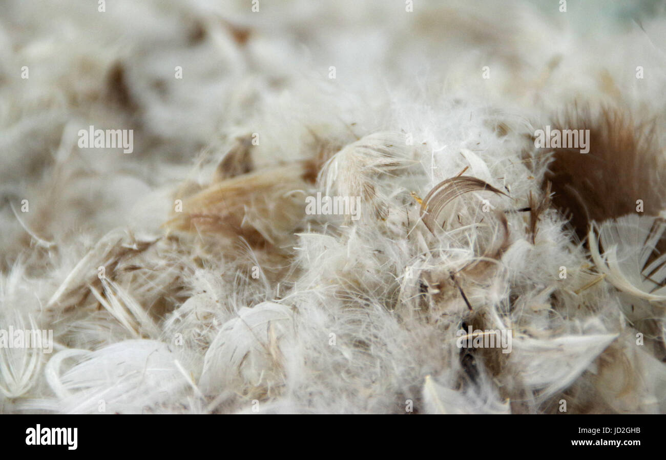 Chicken feathers bed hi-res stock photography and images - Alamy