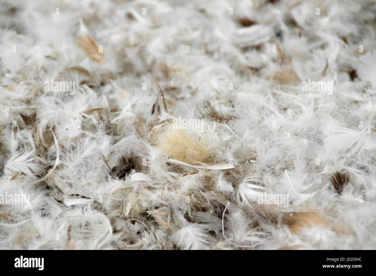 Chicken feathers bed hi-res stock photography and images - Alamy