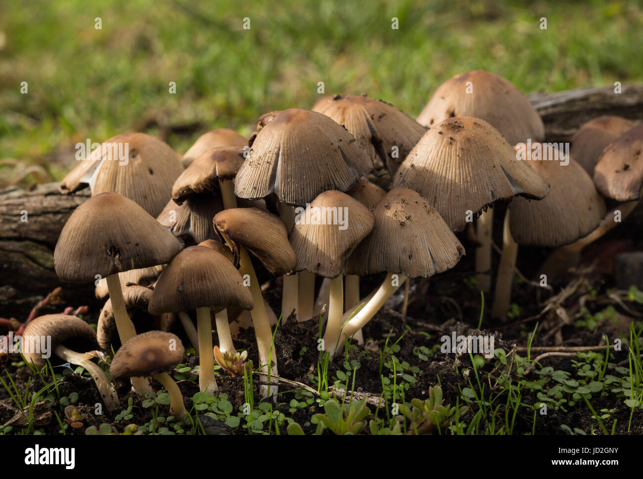 Cluster of small brown mushrooms grown by a log Stock Photo - Alamy