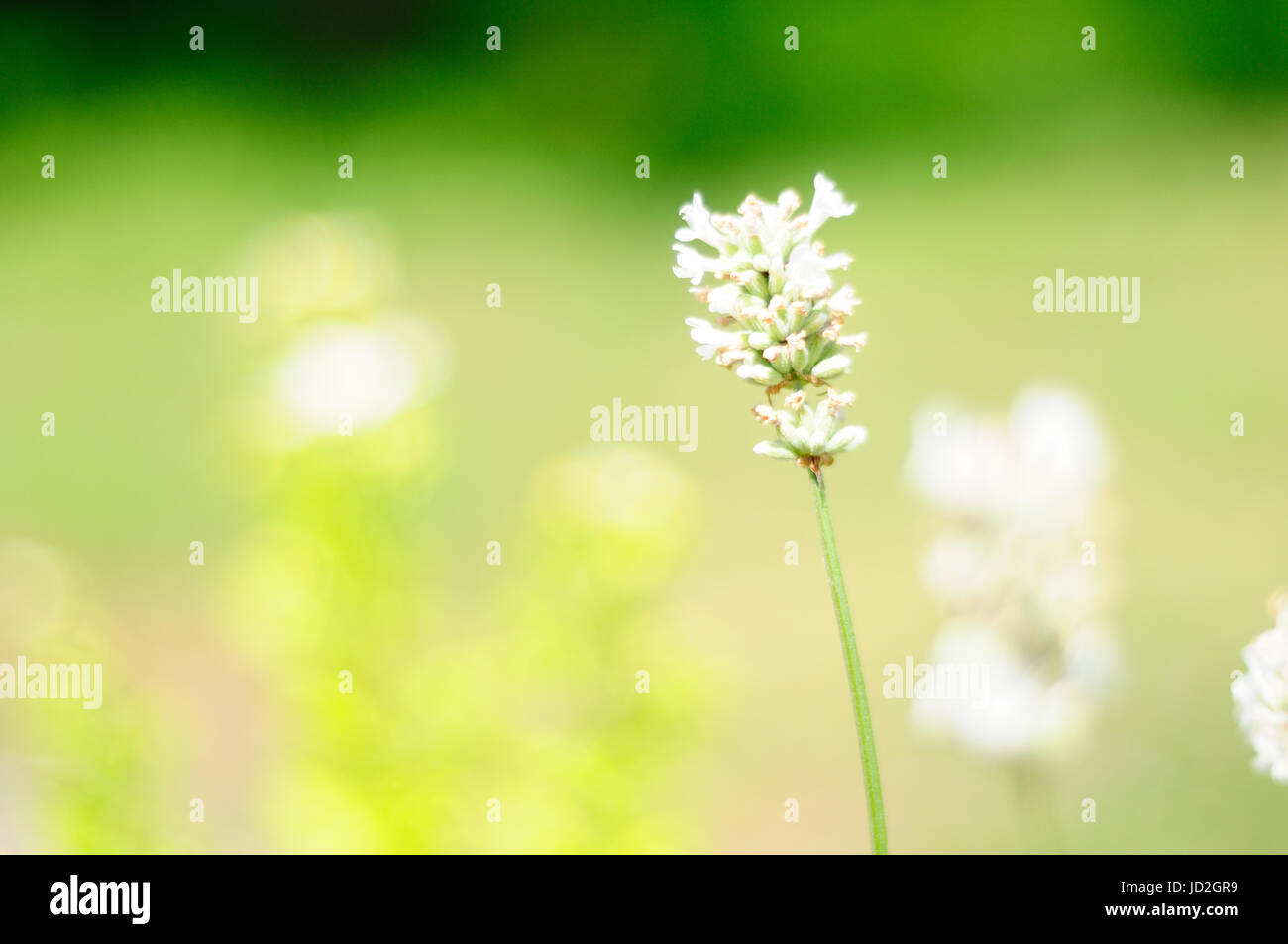 Single lavender flower hi-res stock photography and images - Alamy