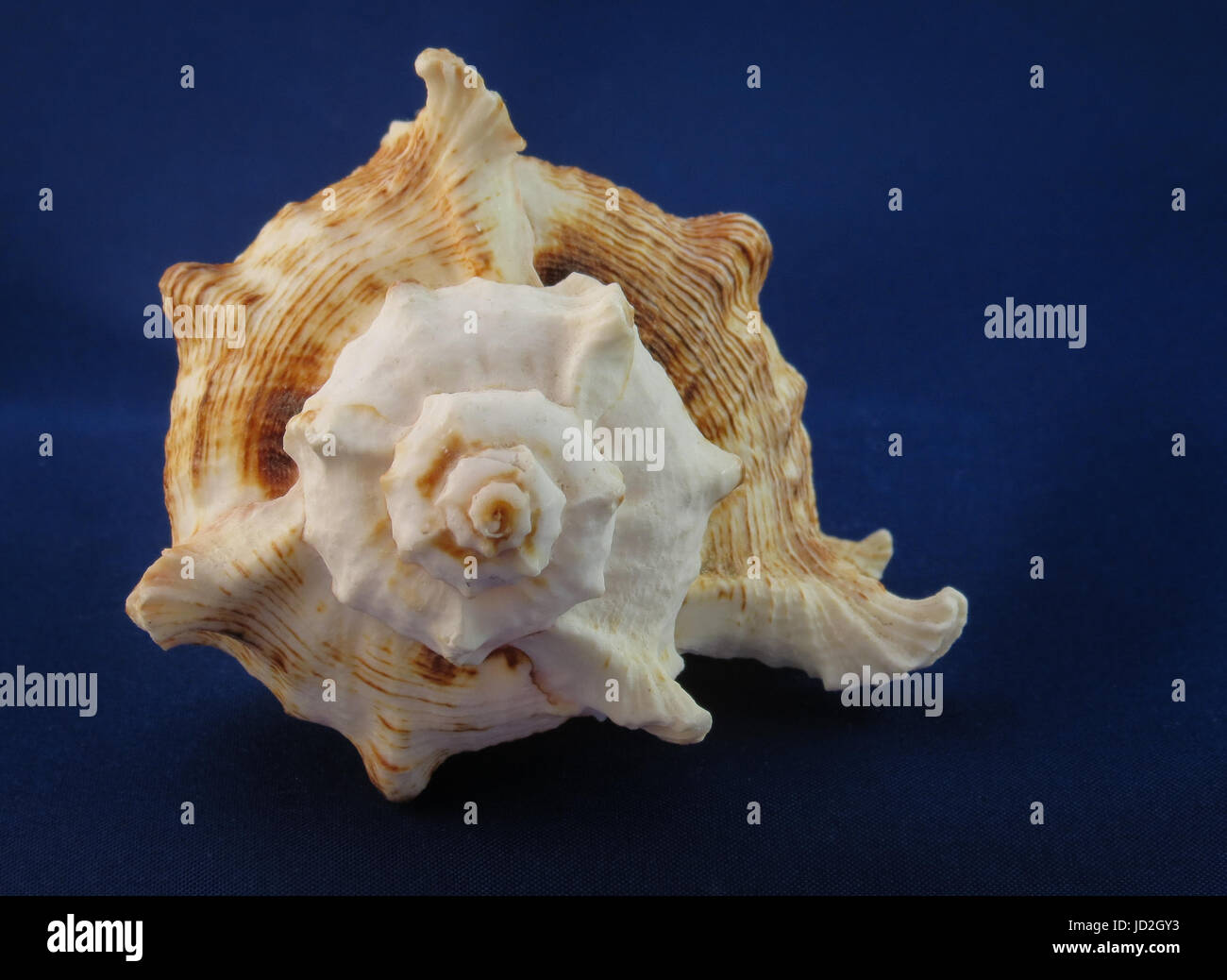 Wonderful curl sea shell Stock Photo - Alamy
