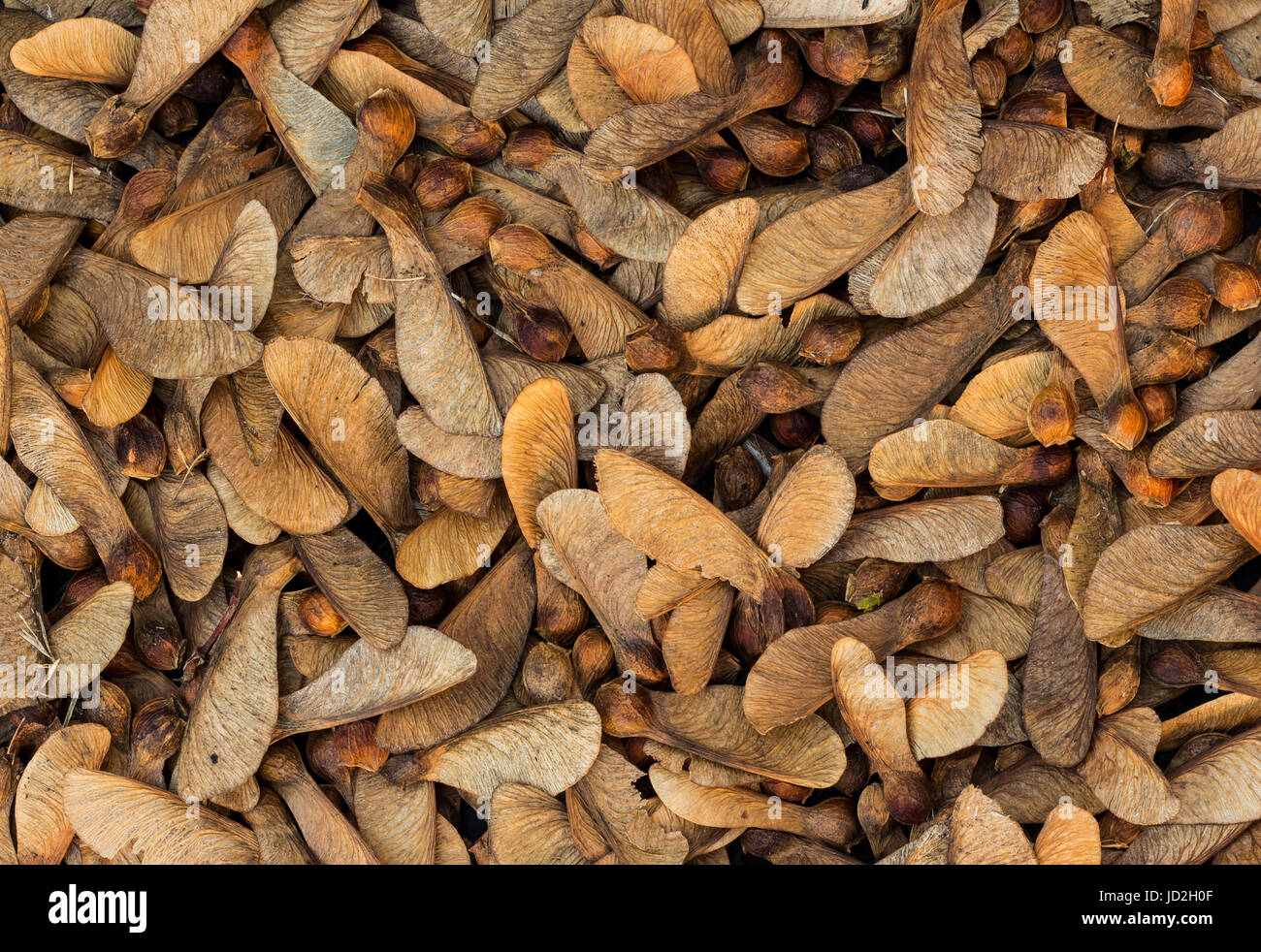Manitoba maple hi-res stock photography and images - Alamy