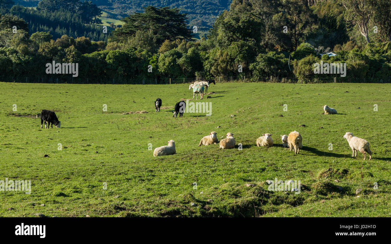 Horses, cattle and sheep sharing a paddock of nice green New Zealand ...