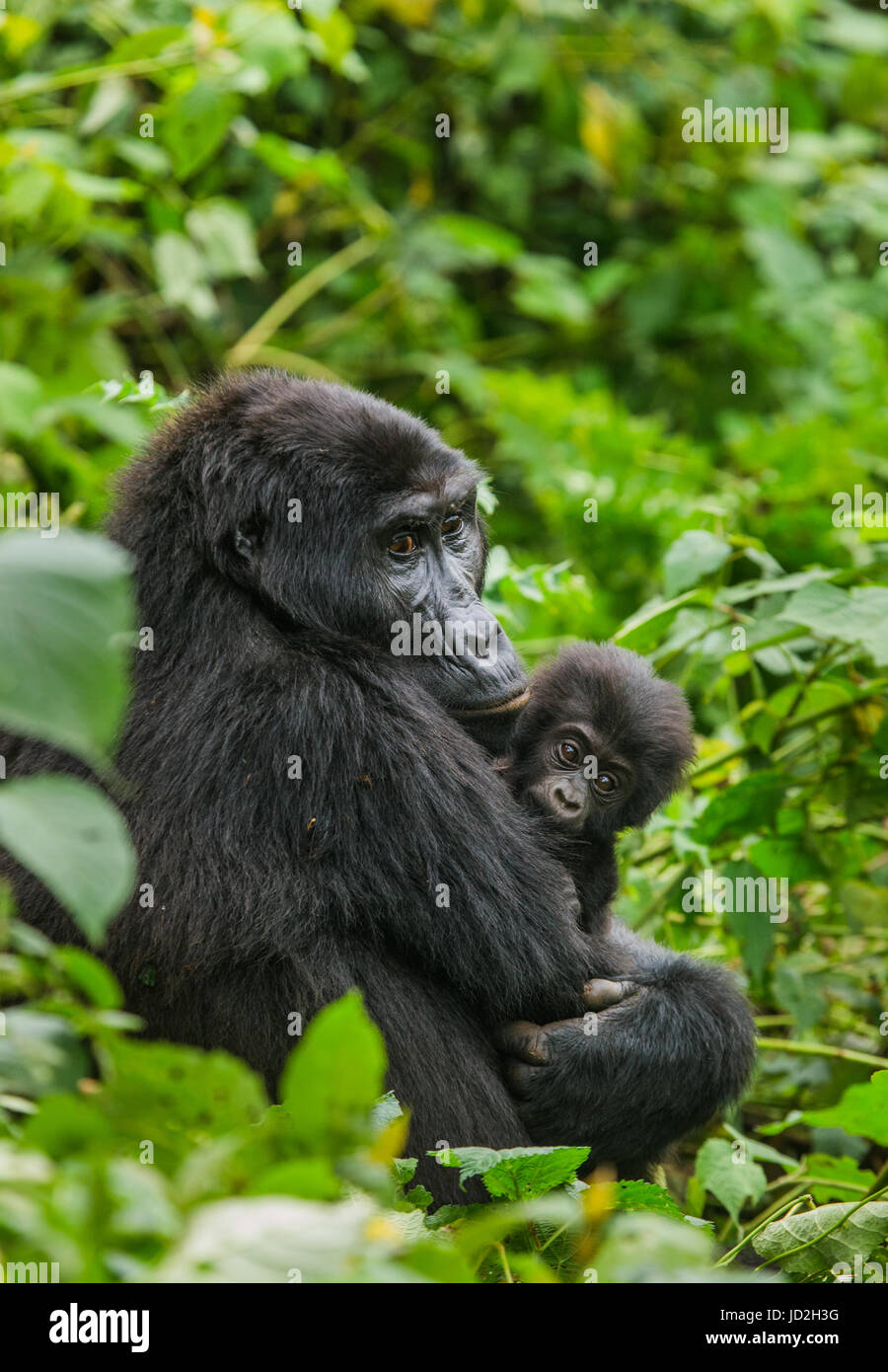 Female mountain gorilla with a baby. Uganda. Bwindi Impenetrable Forest ...