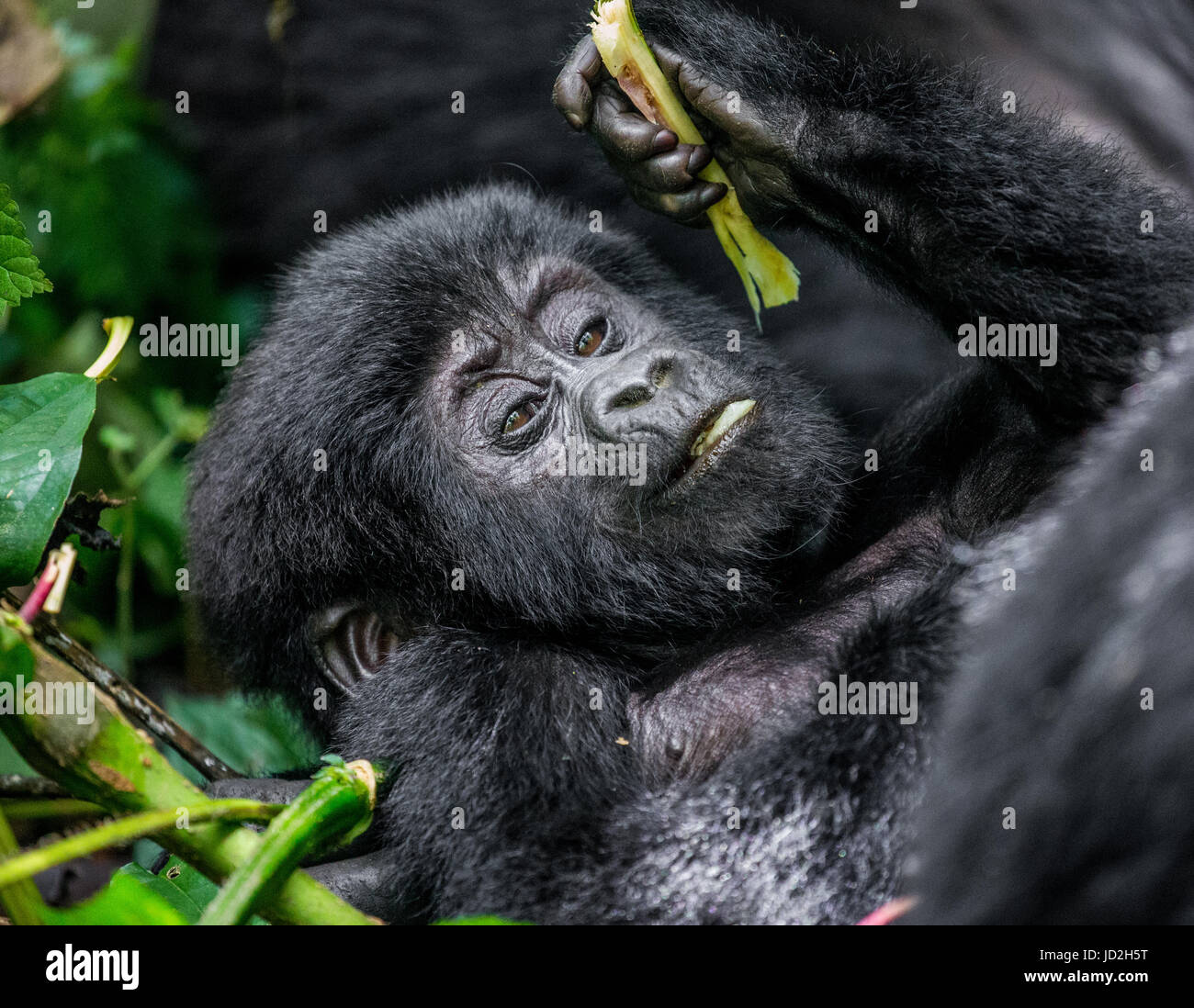 Portrait of the baby mountain gorilla. Uganda. Bwindi Impenetrable ...